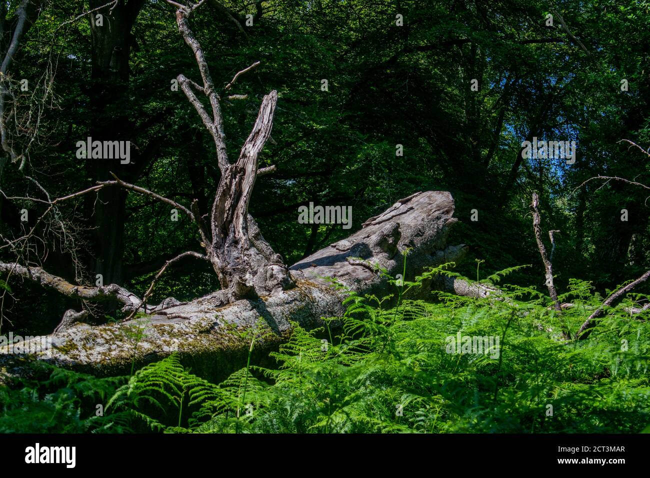 Huge fallen tree in the forest, dead laying beech decaying surrounded ...