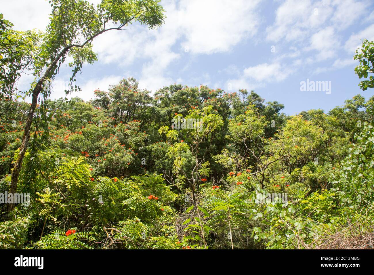 Hakalau Bay, Homakua Coast, Hawaii Stock Photo - Alamy