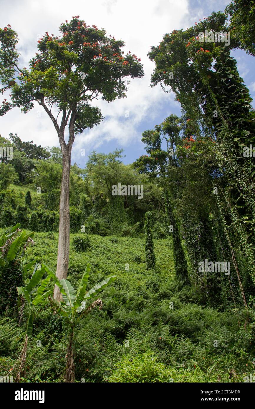 Hakalau Bay, Homakua Coast, Hawaii Stock Photo - Alamy