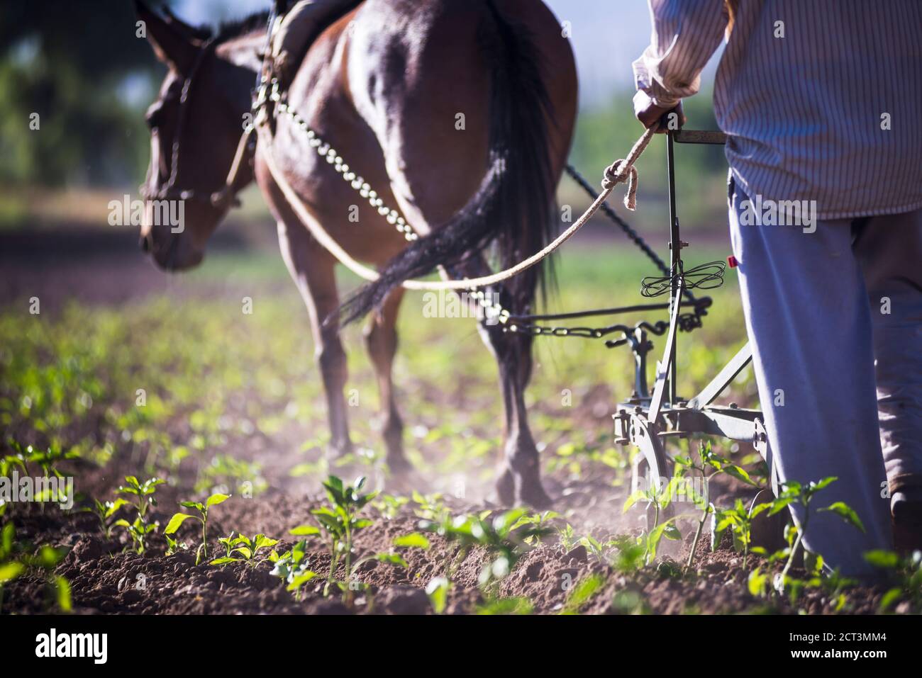Farmer ploughing crops in a field in the Andes Mountains landscape in ...