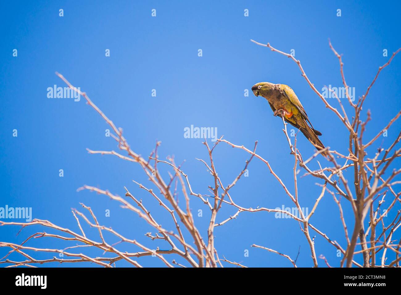 Burrowing Parrots (Cyanoliseus patagonus) in the Cachi Valley ...