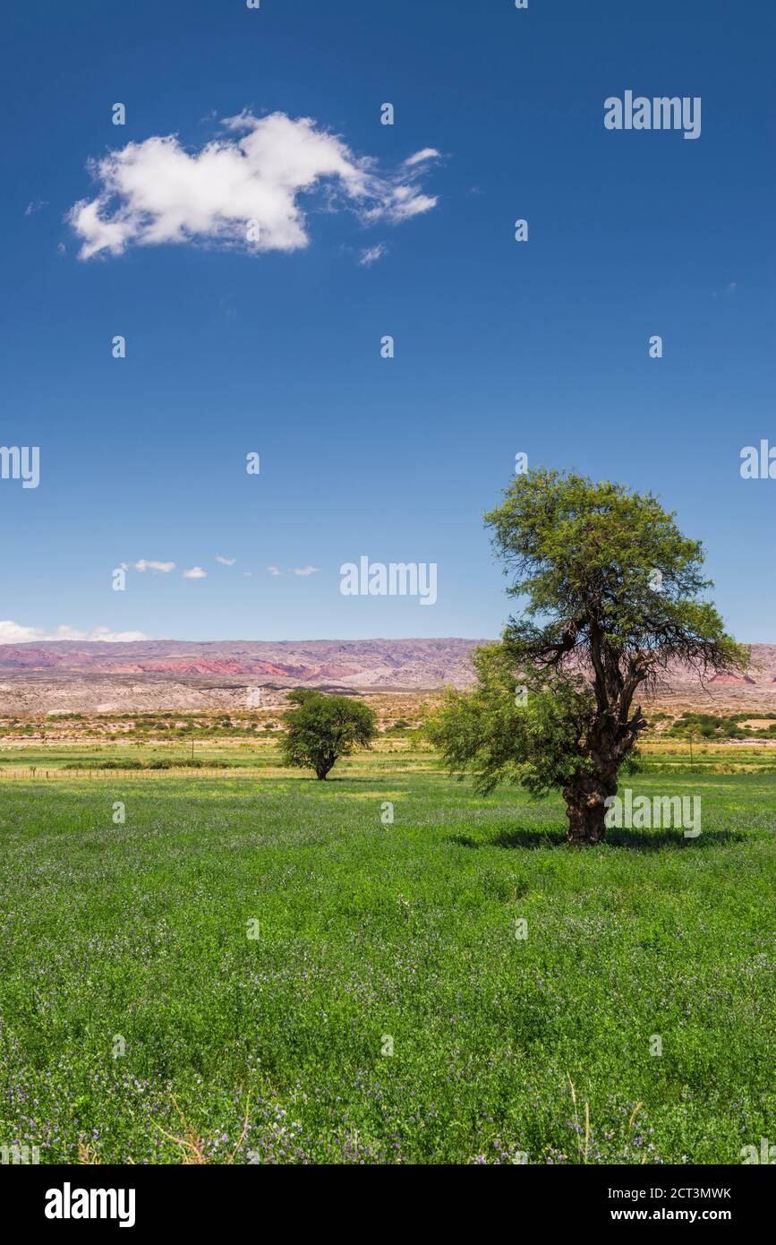 Cachi Valley landscape, Calchaqui Valleys, Salta Province, North ...