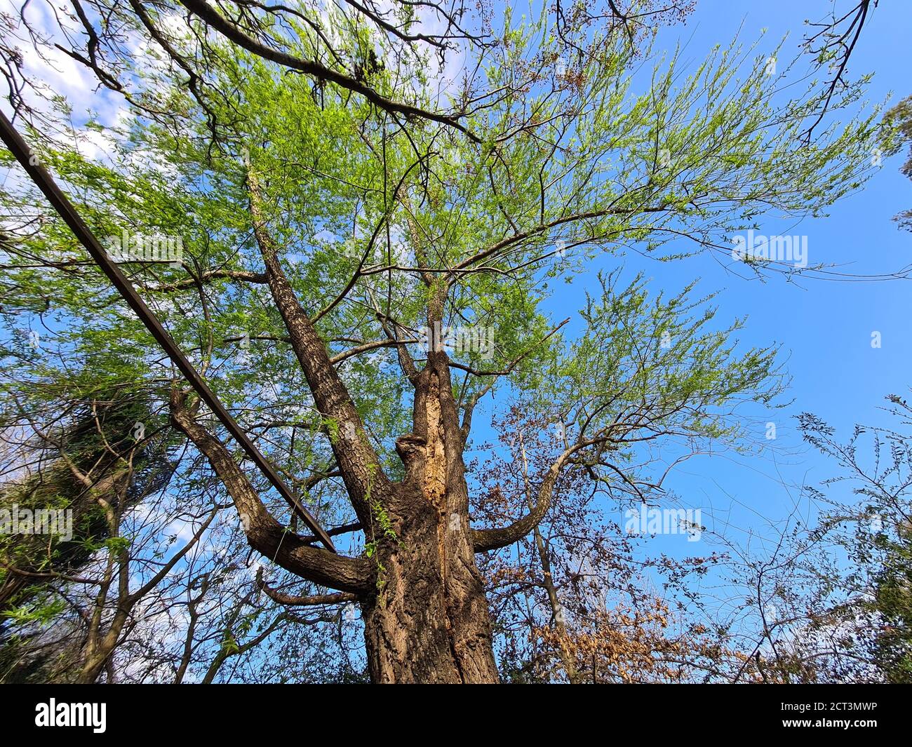 Low light shot of a tree hi-res stock photography and images - Alamy