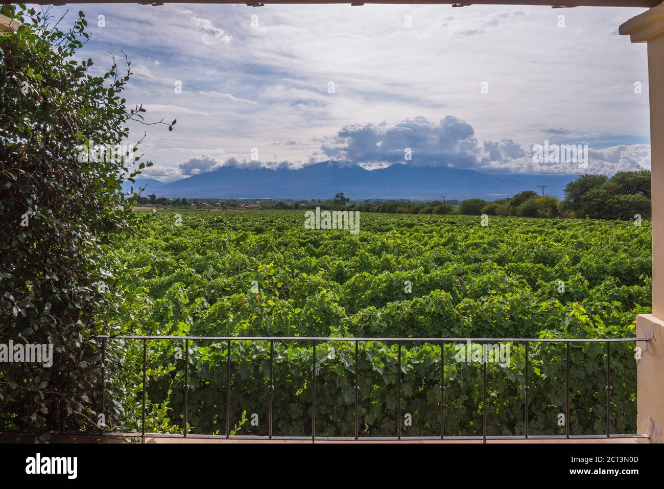 Vineyard with rows of green grape vines for making wine at a winery in ...