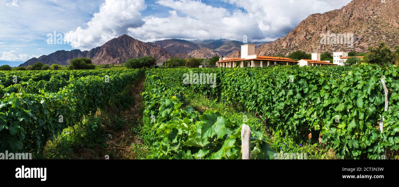 Vineyard with rows of green grape vines for making wine at a winery in ...