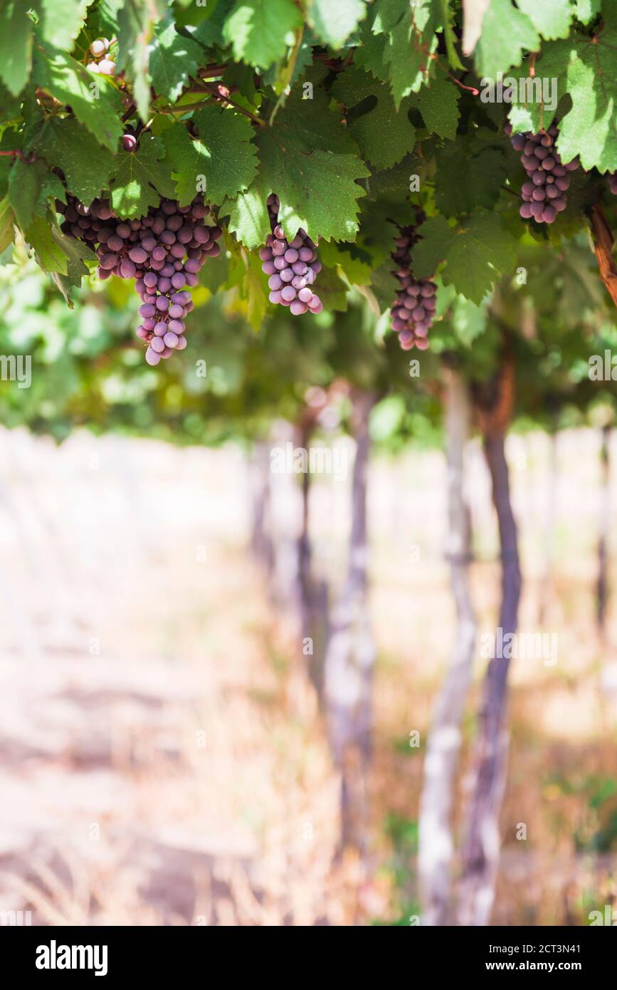 Grapes hanging off hi-res stock photography and images - Alamy