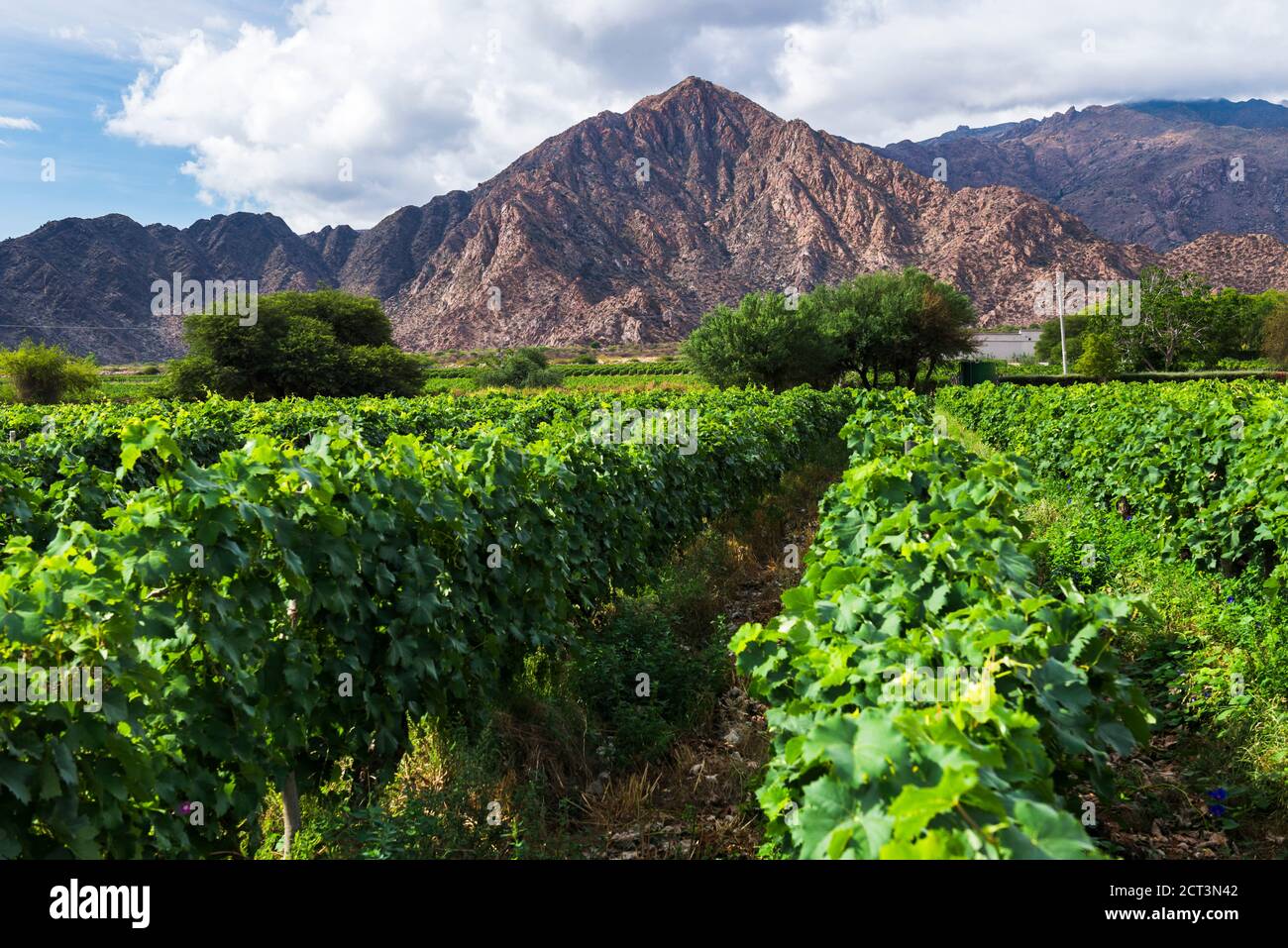 Vineyard with rows of green grape vines for making wine at a winery in ...