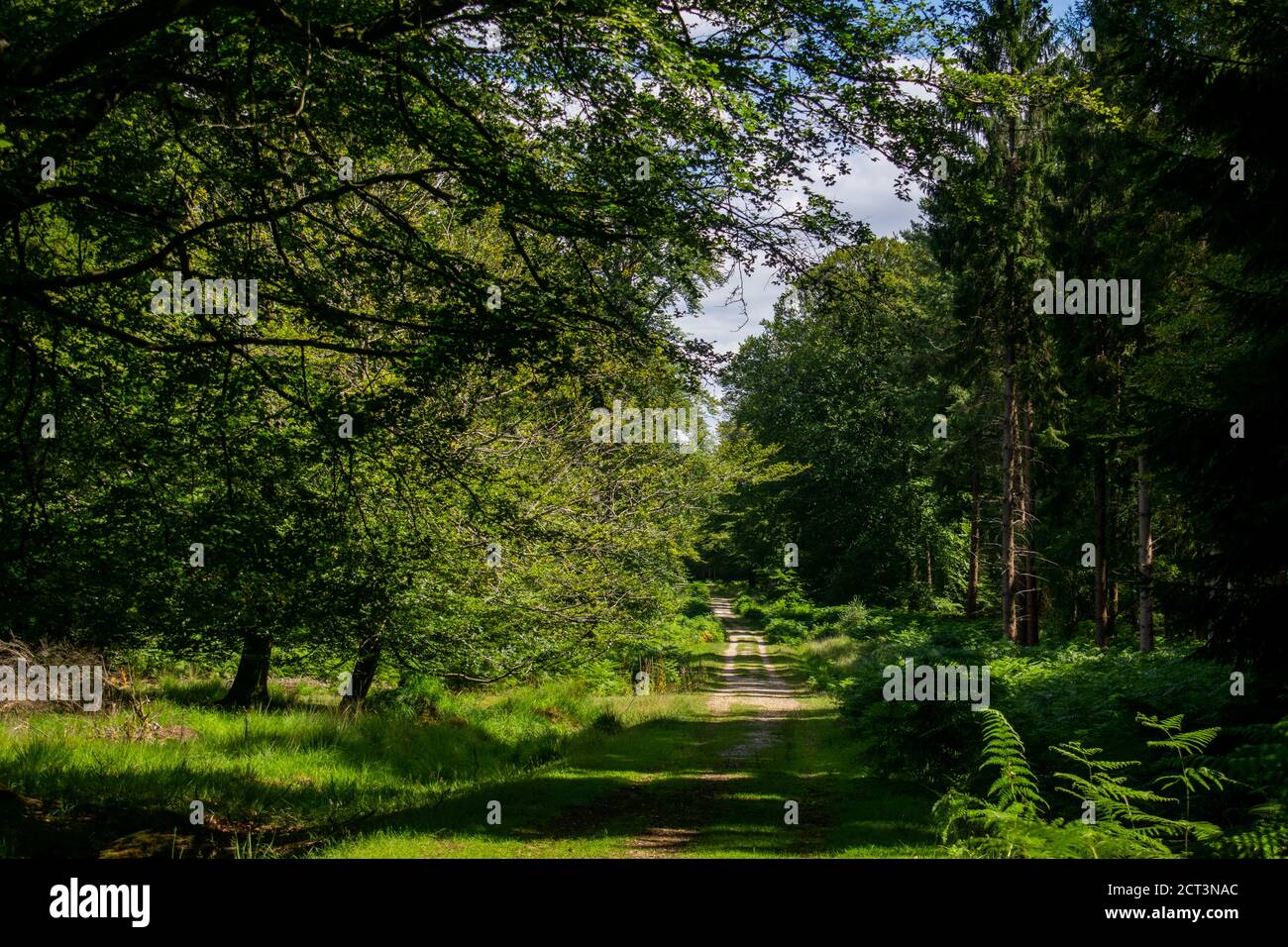 New Forest National Park long trail through woods, beaten path in big ...