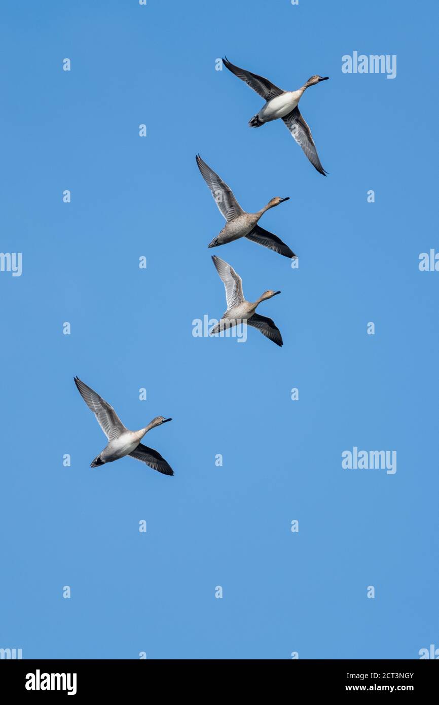 Canvasback duck flying hi-res stock photography and images - Alamy
