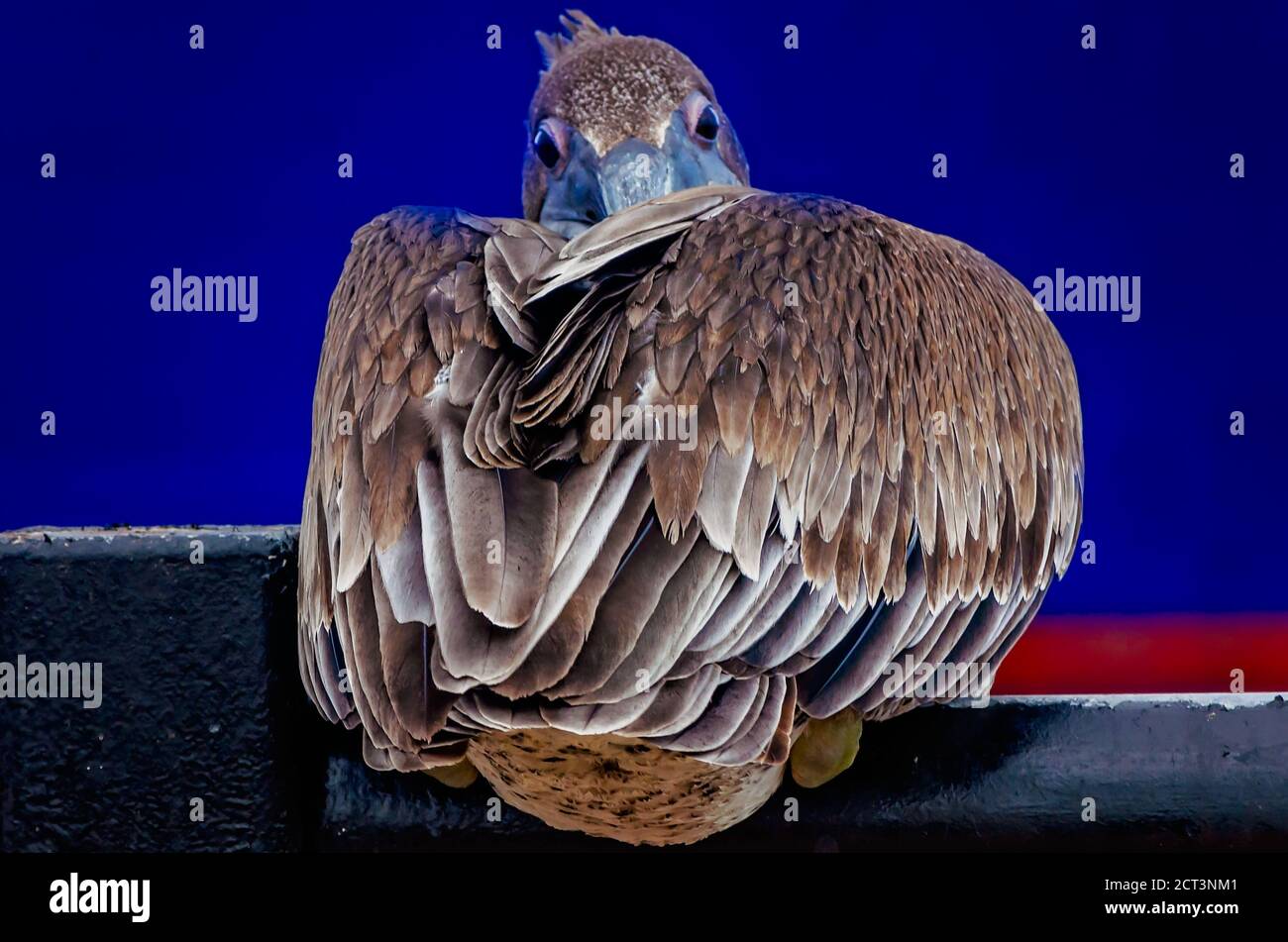 Sleeping pelican hi-res stock photography and images - Alamy