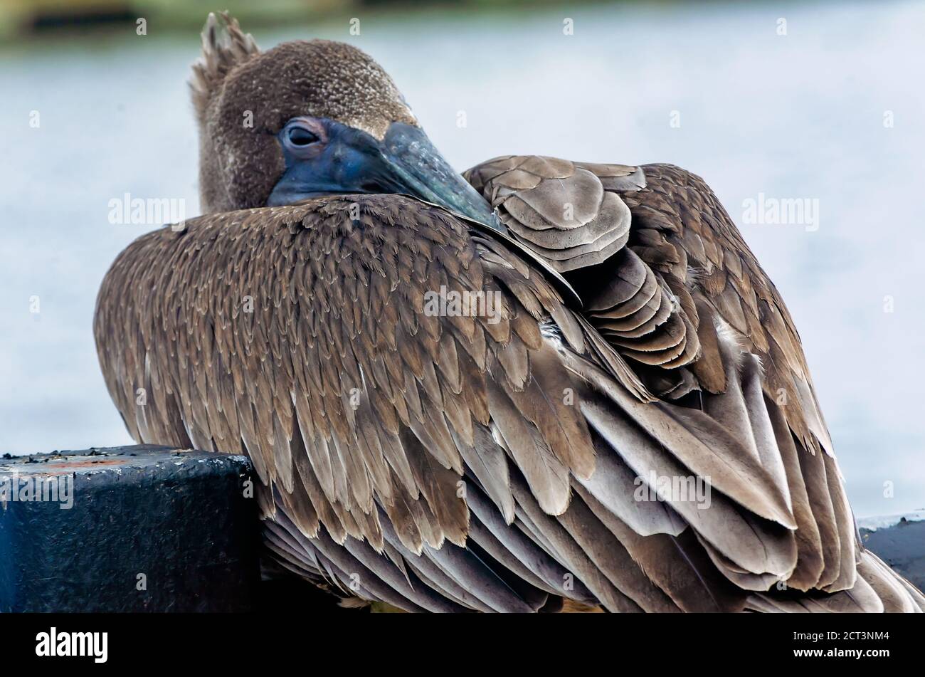 Sleeping pelican hi-res stock photography and images - Alamy