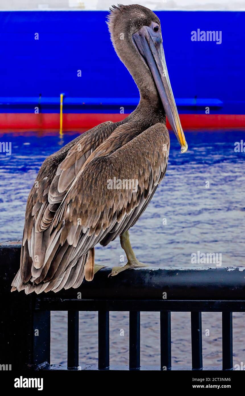 Native pelican hi-res stock photography and images - Alamy