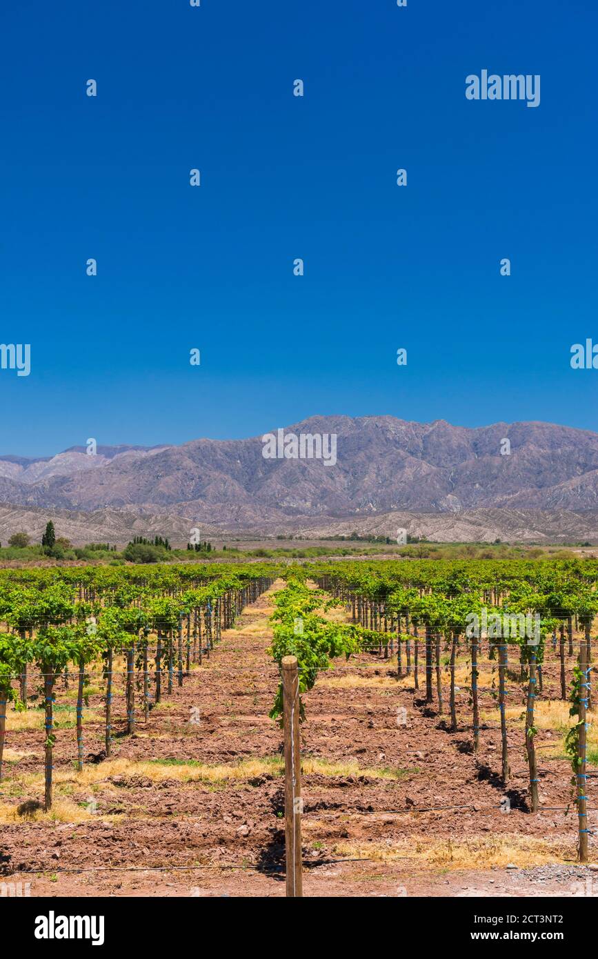 Green grape vines in a vineyard at a winery in the dry, arid, Andes ...