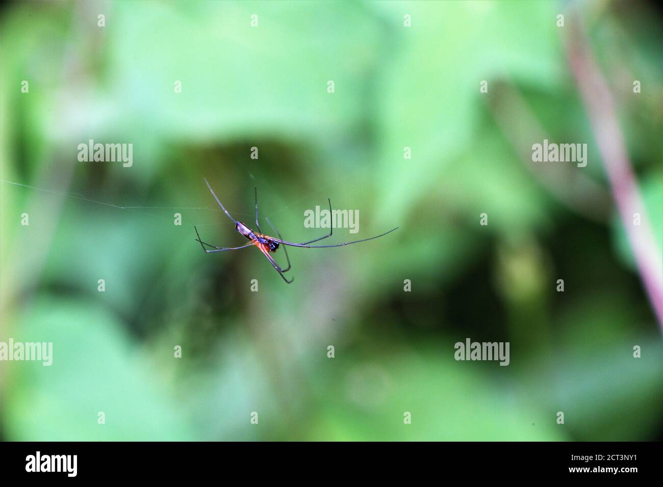 tiny spider in a spider web Stock Photo - Alamy