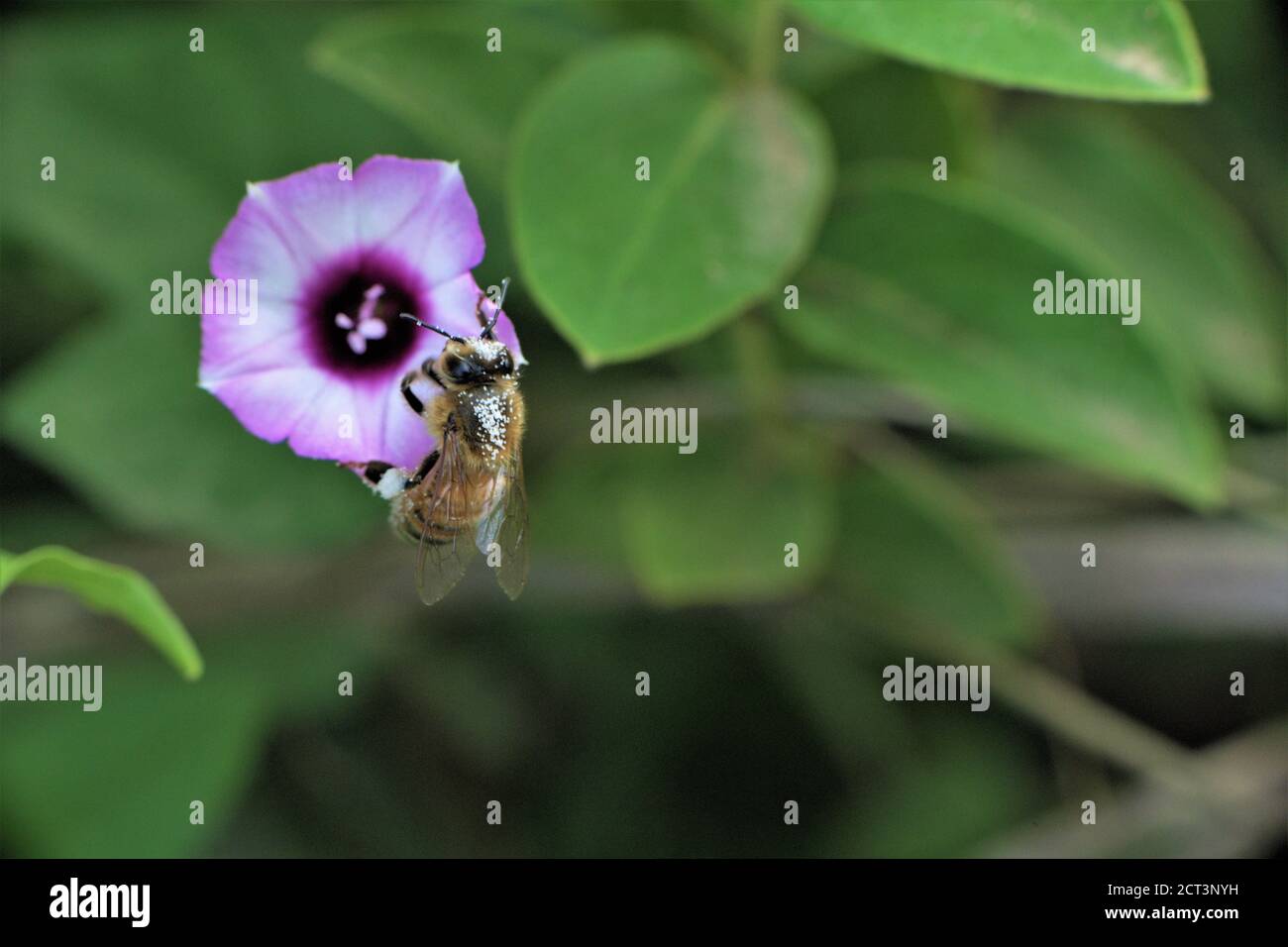 A honeybee covered in pollen on a purple bindweed Stock Photo - Alamy