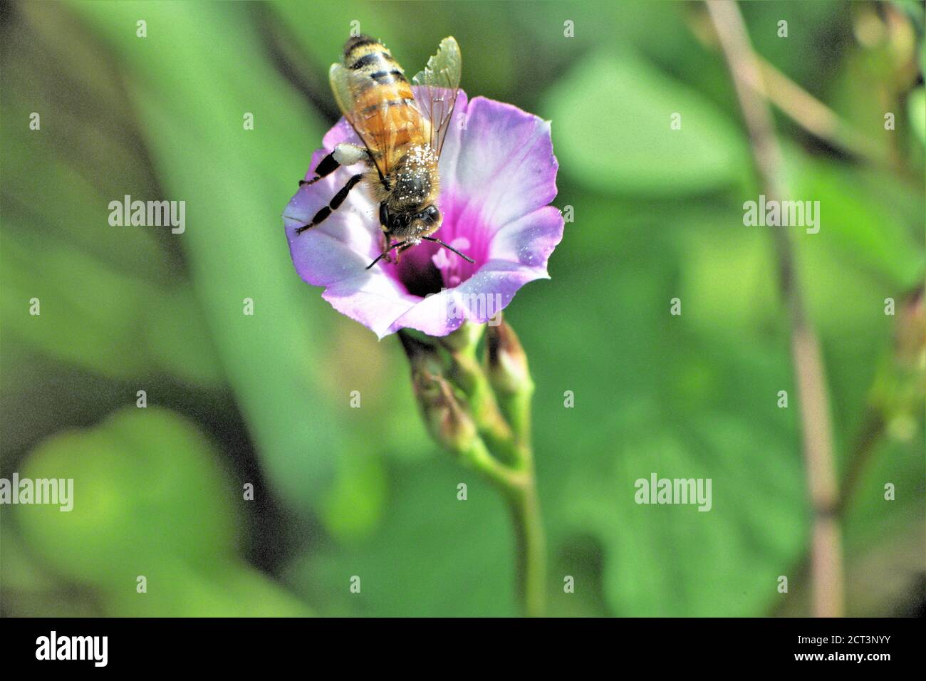 A honeybee covered in pollen on a purple bindweed Stock Photo - Alamy