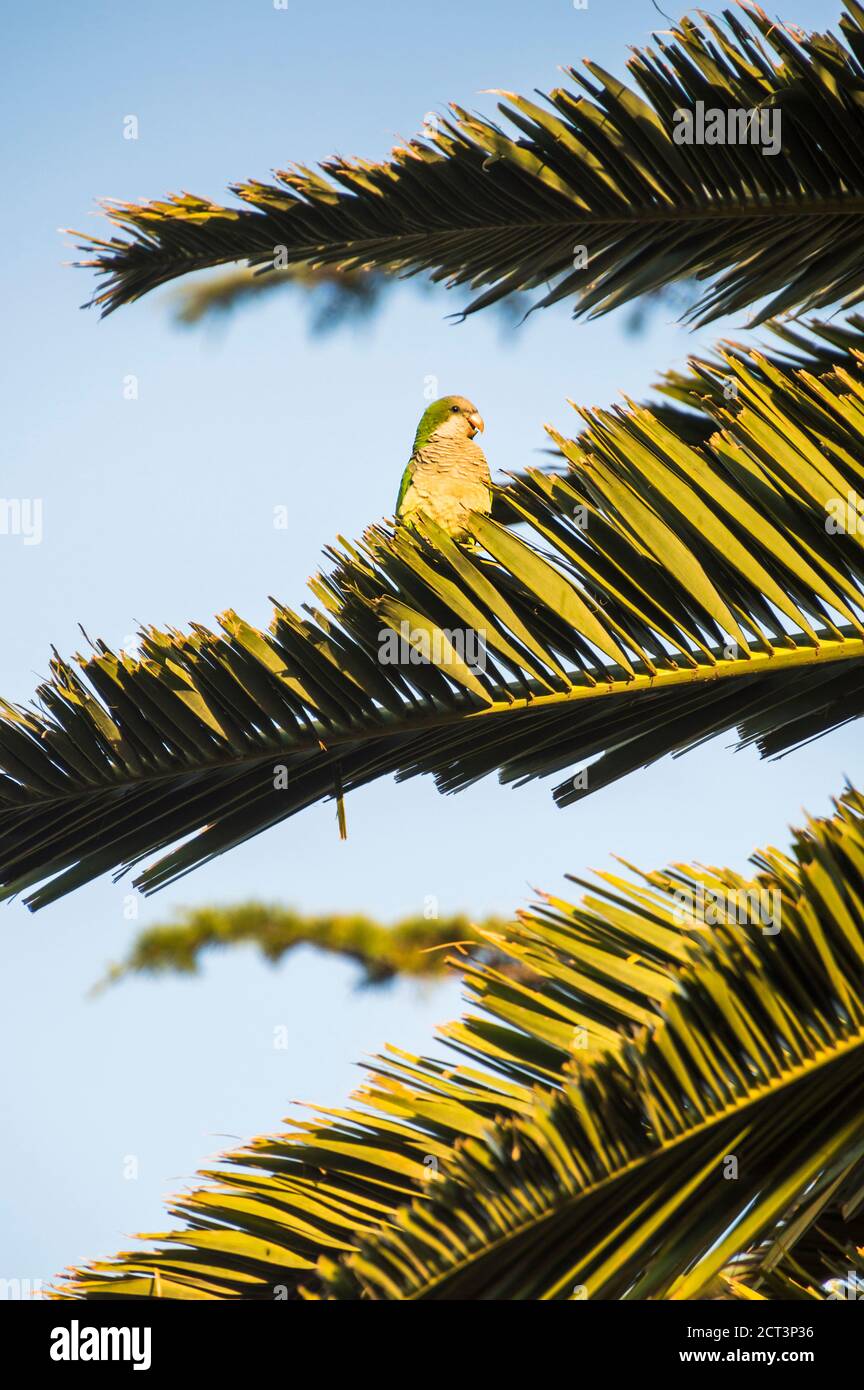 Burrowing parrot (Cyanoliseus patagonus), Argentinian wildlife in the ...