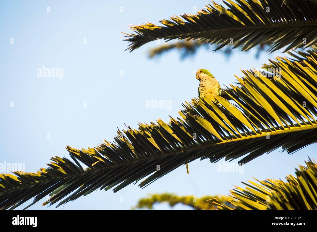 Burrowing parrot (Cyanoliseus patagonus), Argentinian wildlife in the ...