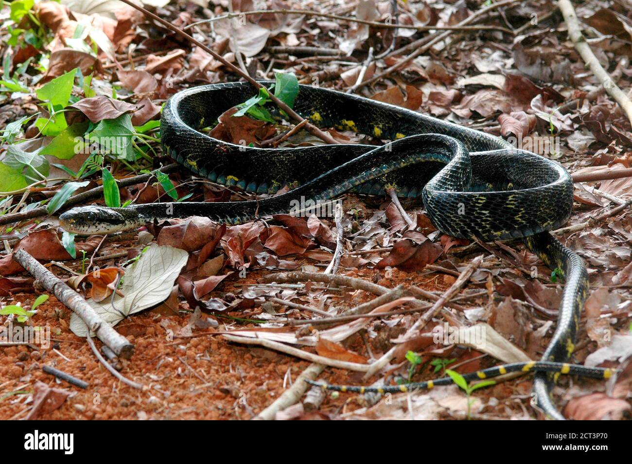 Dog-toothed Cat Snake Stock Photo - Alamy