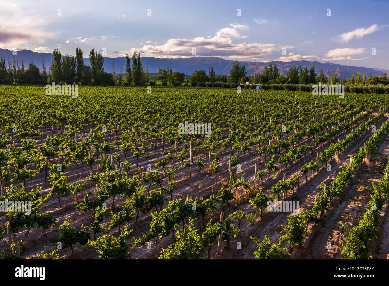 Grape vines in a vineyard at a Bodega (winery) in the Andes Mountains ...