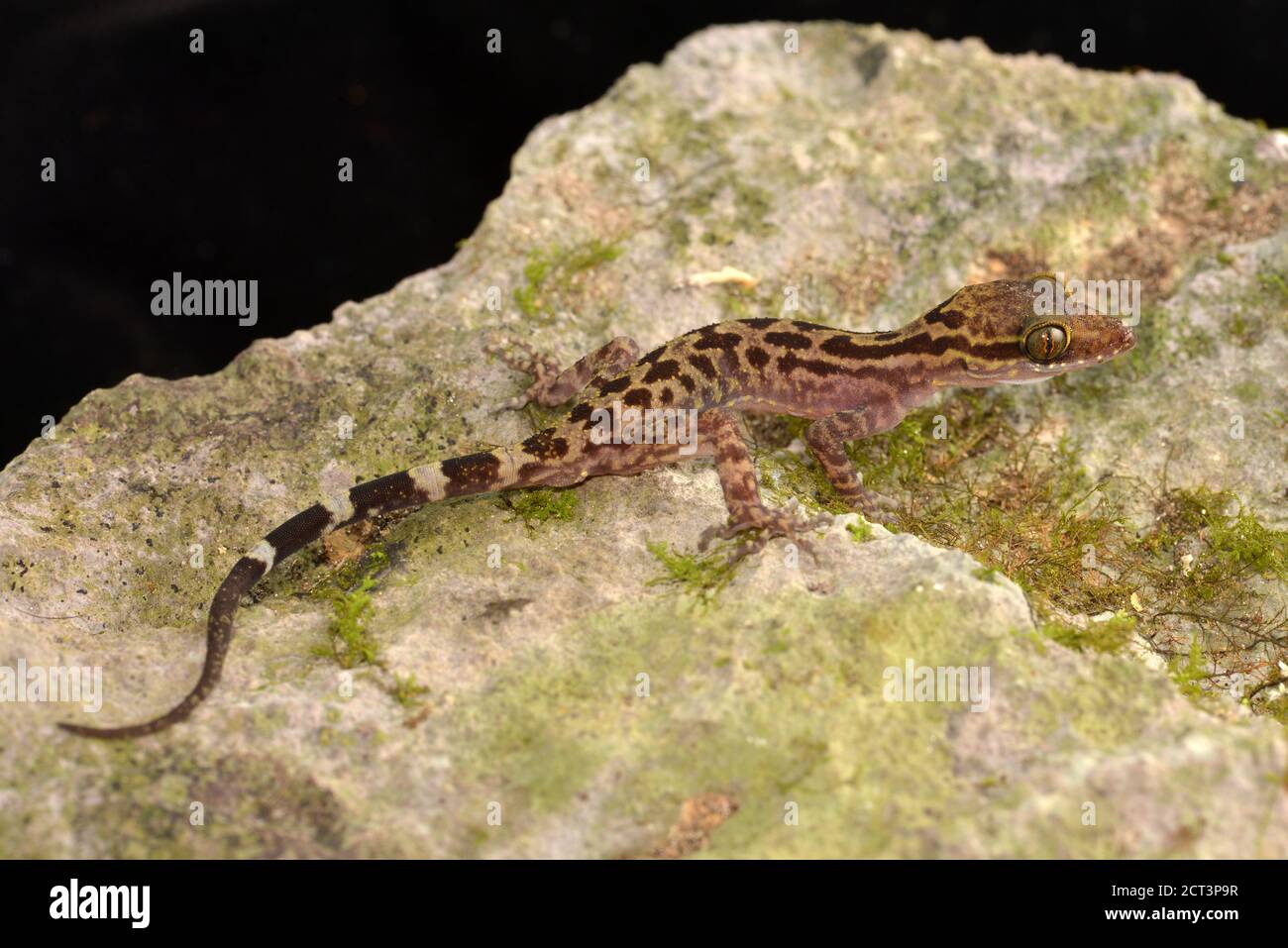 Grooved bent toed gecko hi-res stock photography and images - Alamy