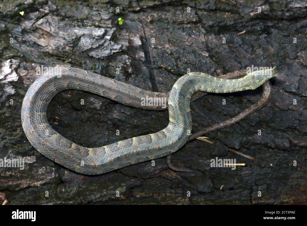 Tentacle snake hi-res stock photography and images - Alamy