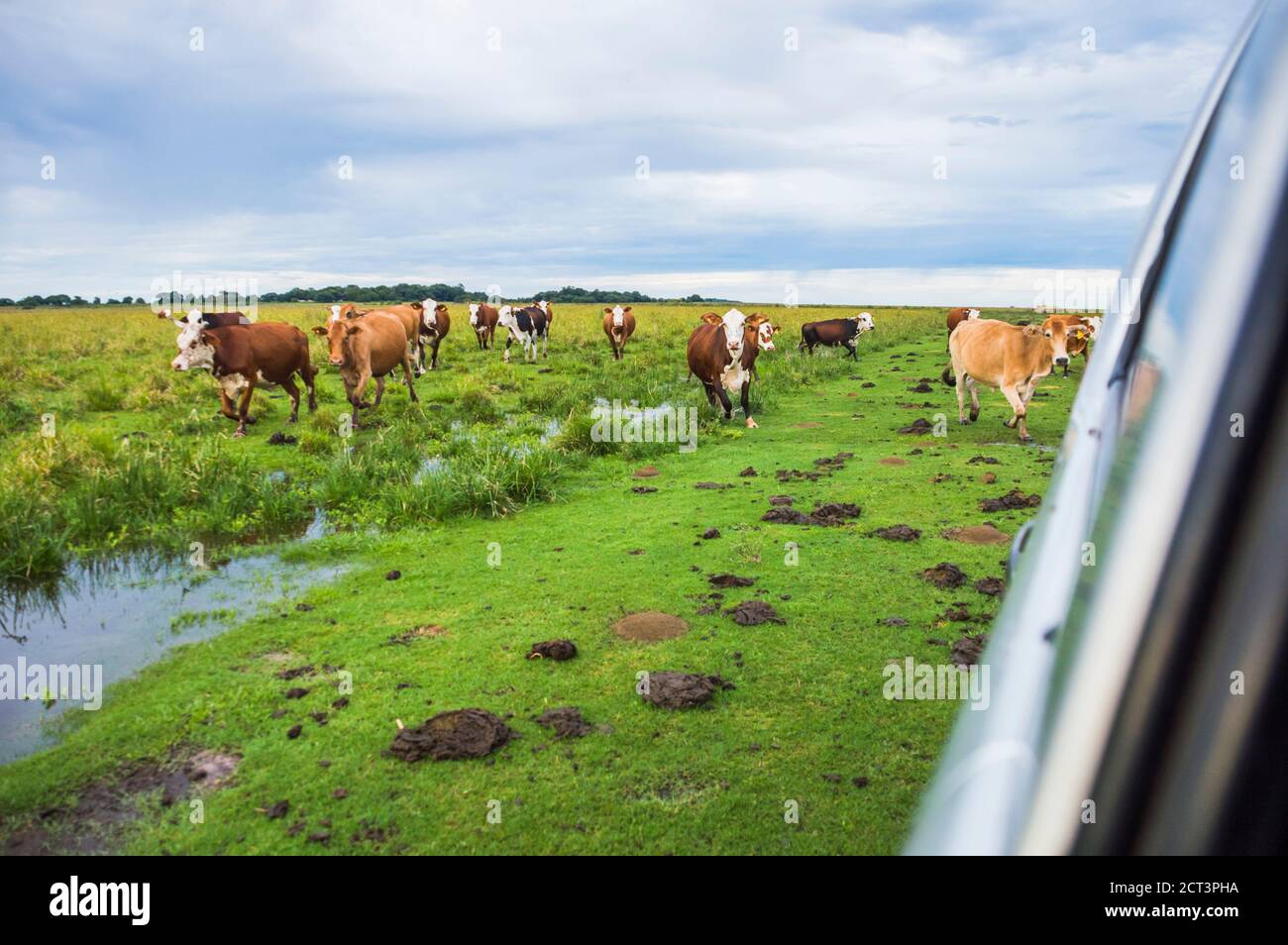 Cattle at Estancia San Juan de Poriahu, a cattle farm in the Ibera ...