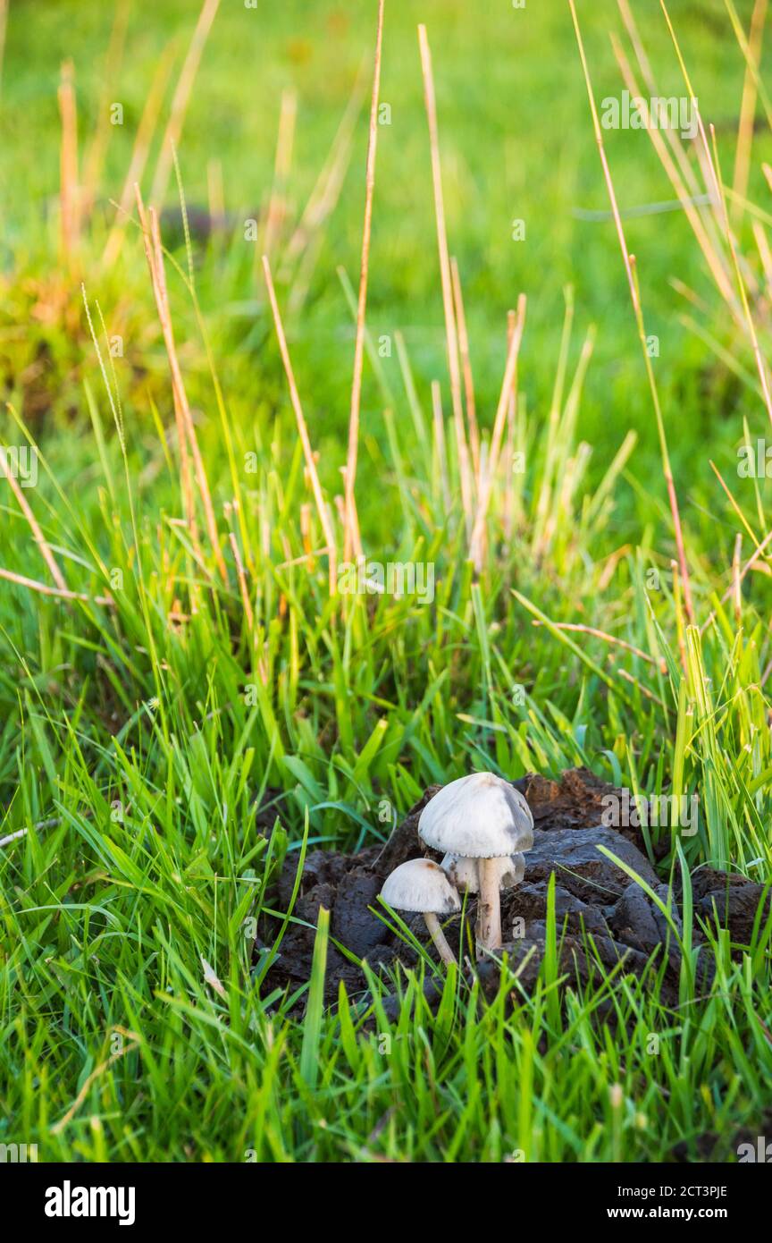 Fungus growing from a cow pat showing the fertile landscape, Ibera ...