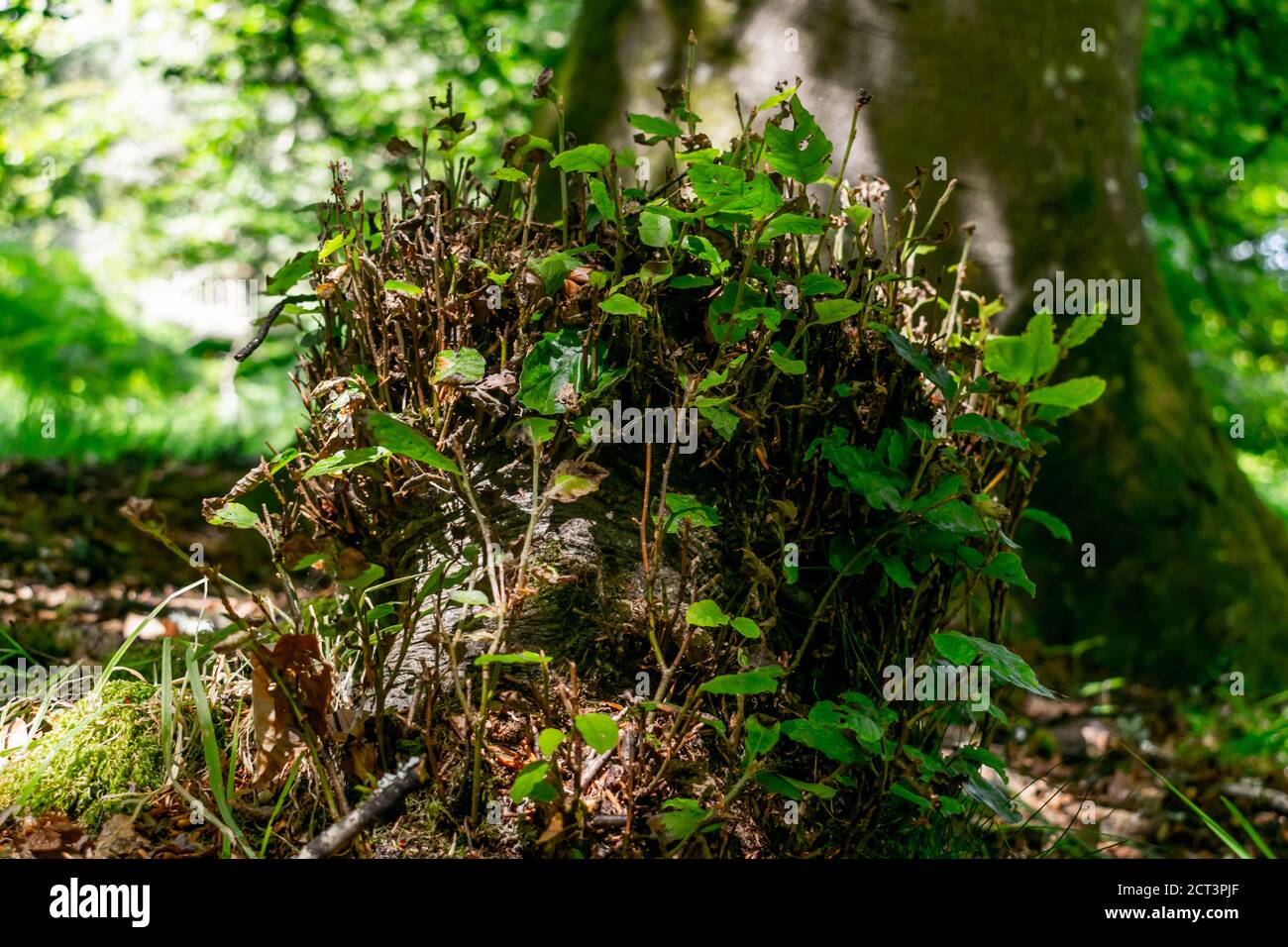Short trunk hi-res stock photography and images - Alamy