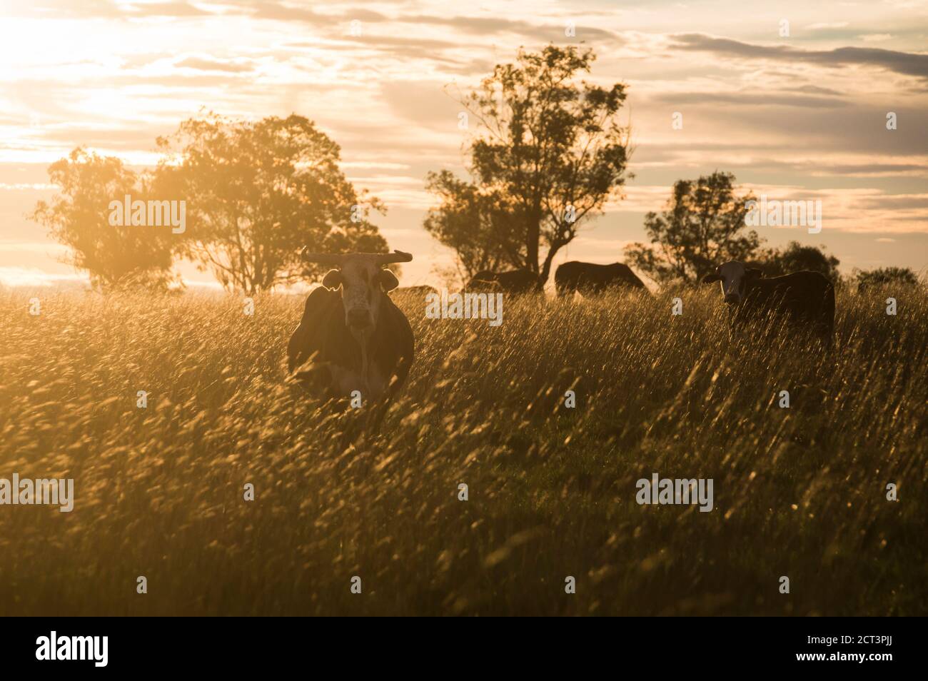 Cattle at Estancia San Juan de Poriahu, a cattle farm in the Ibera ...