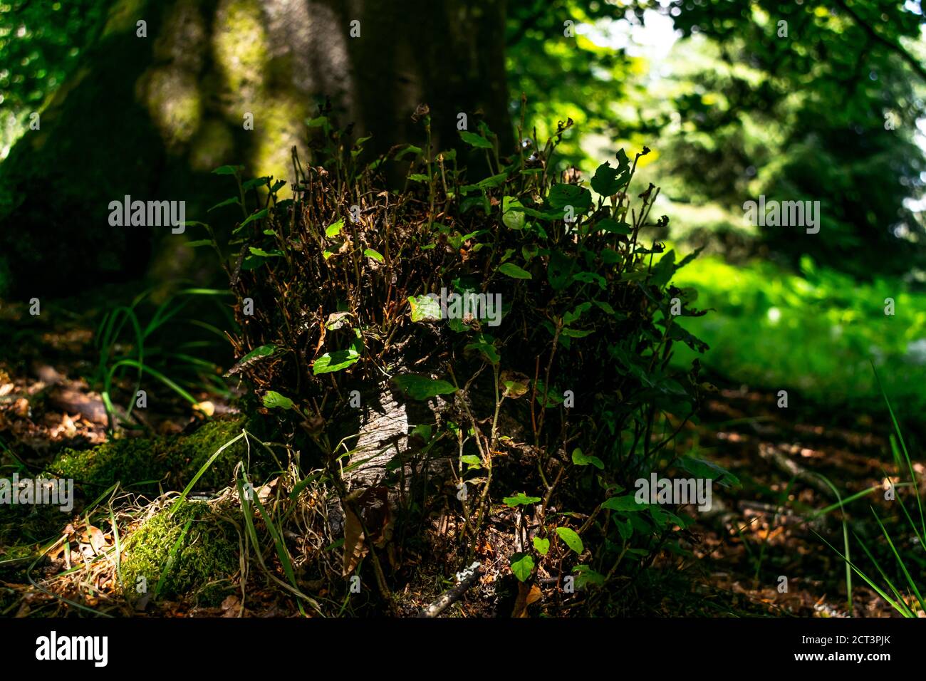 New branches growing up from cut short tree trunk. Nature finds way to ...