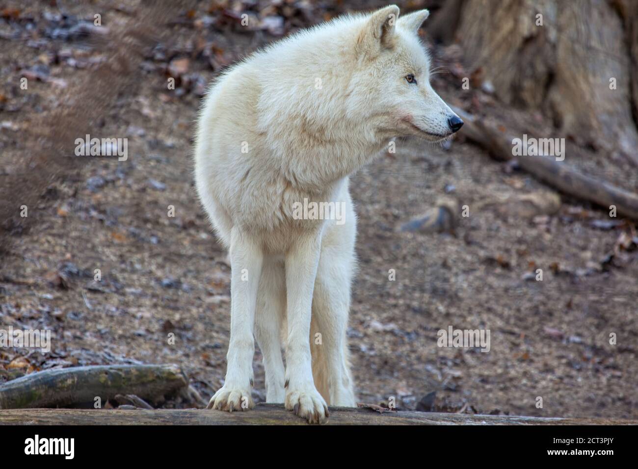 Arctic gray wolf wild terrestrial mammal . Canid family Stock Photo - Alamy