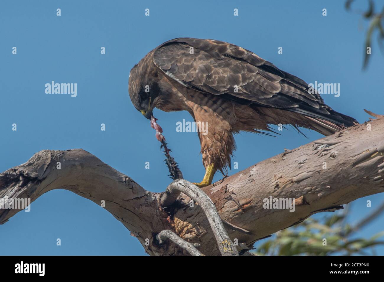 Red tailed hawk eating rat hi-res stock photography and images - Alamy