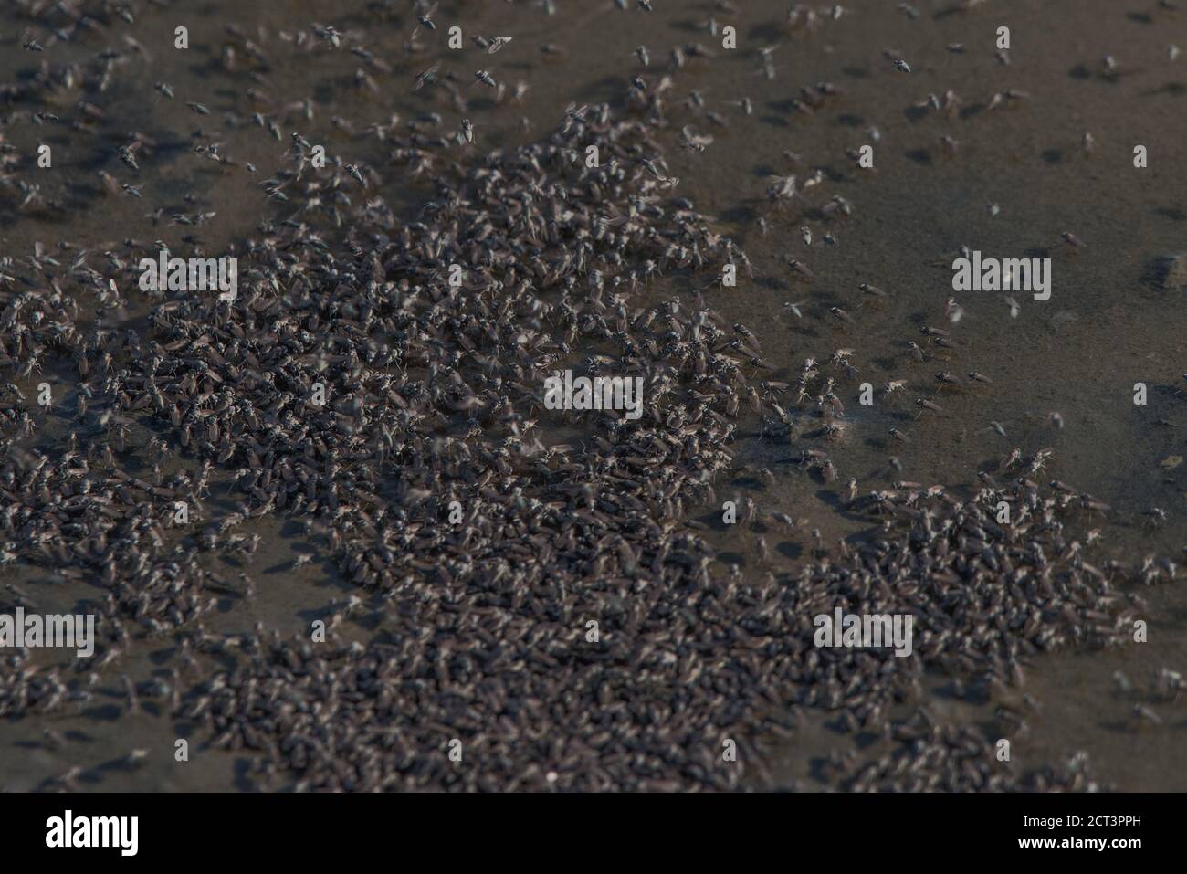 The salt loving brine flies also known as the alkali fly (Ephydra hians ...