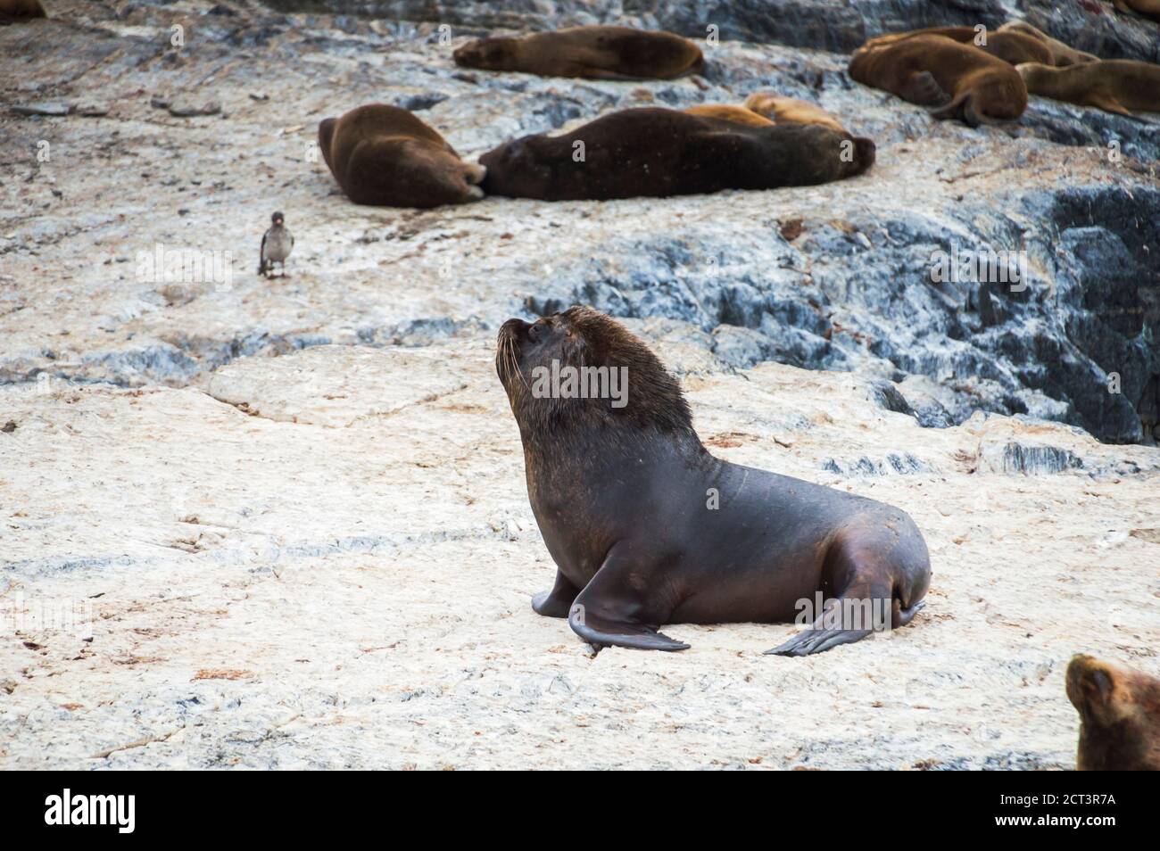 Beagle Channel Sea Lion colony, Ushuaia, Tierra Del Fuego, Patagonia ...