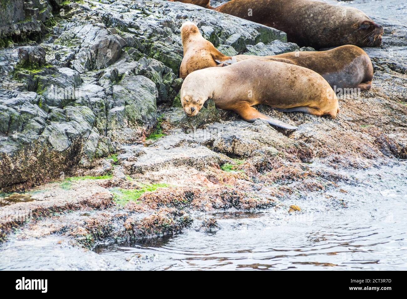Beagle Channel Sea Lion colony, Ushuaia, Tierra Del Fuego, Patagonia ...