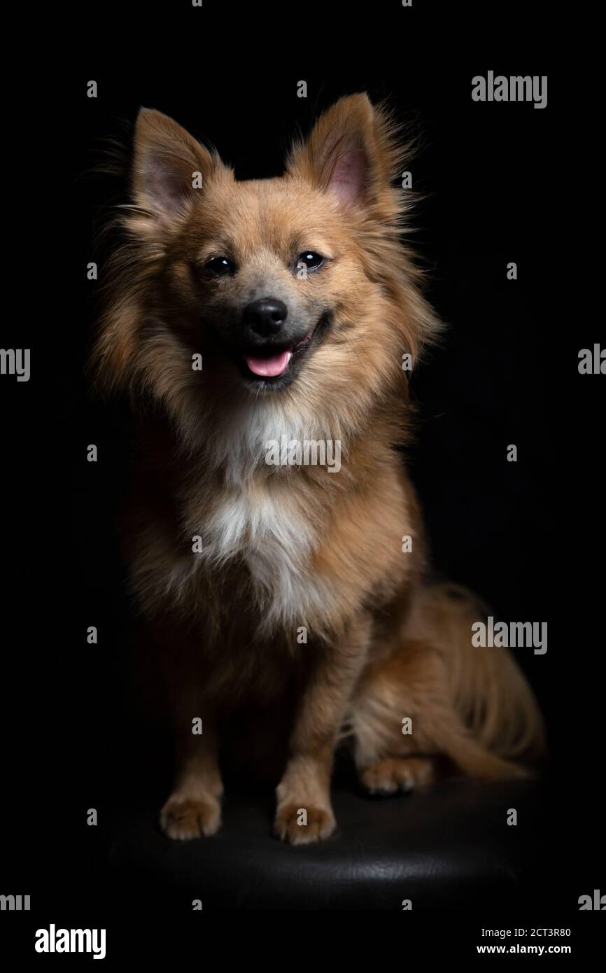 Pomchi hi-res stock photography and images - Alamy