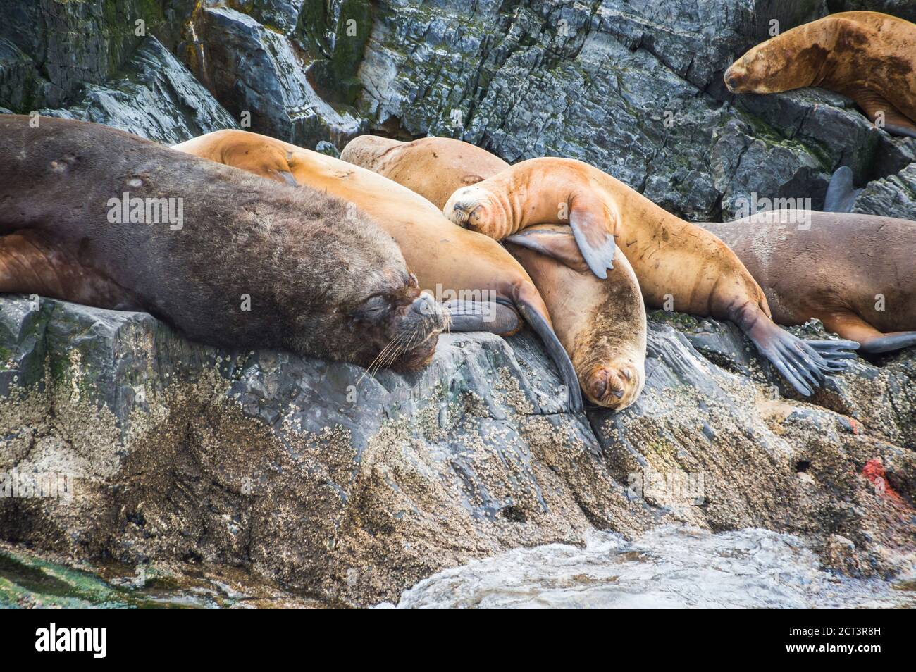 Beagle Channel Sea Lion colony, Ushuaia, Tierra Del Fuego, Patagonia ...