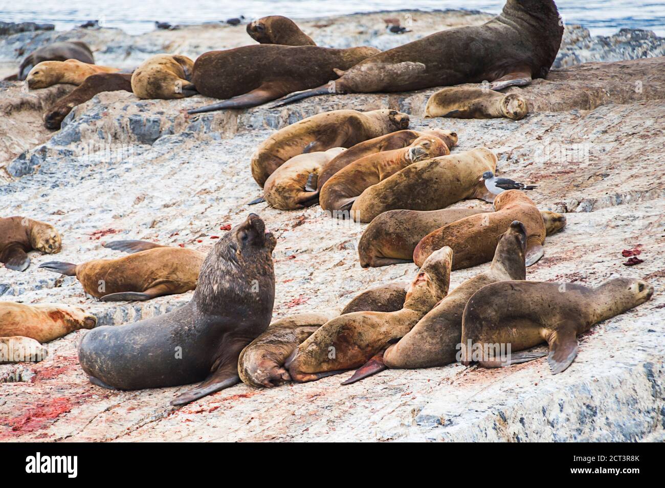 Sea Lion colony on an island in the Beagle Channel, Ushuaia, Tierra Del ...