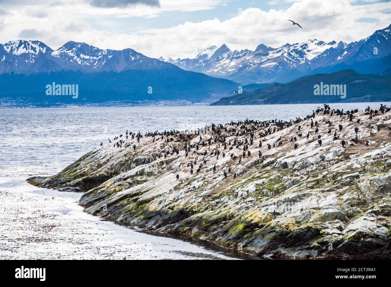 Cormorant colony on an island at Ushuaia in the Beagle Channel (Beagle ...