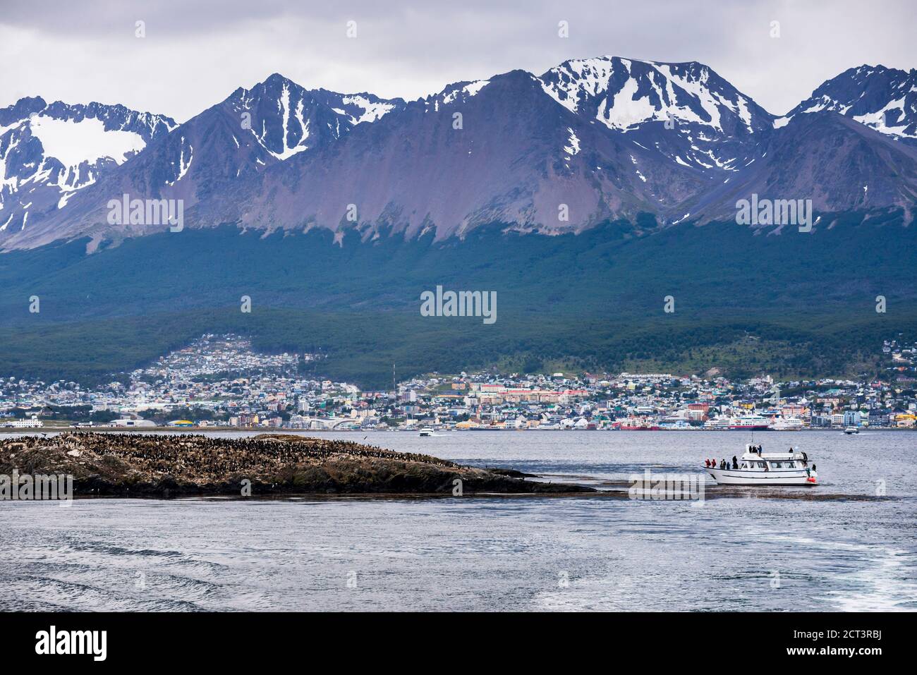 Cormorant colony, Ushuaia in the Beagle Channel (Beagle Strait), Tierra ...