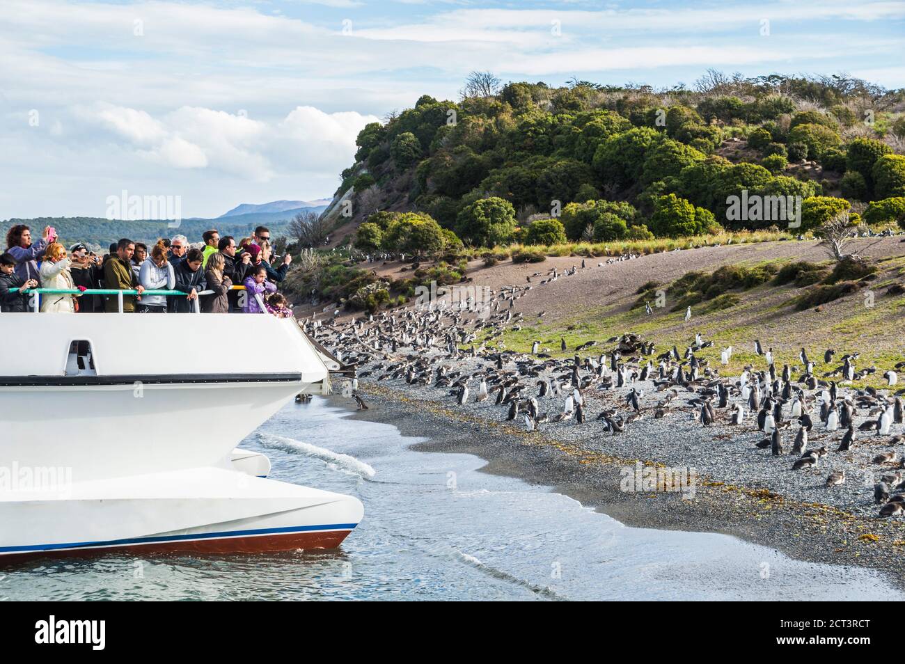Beagle Channel boat navigation observing Magellanic penguins ...