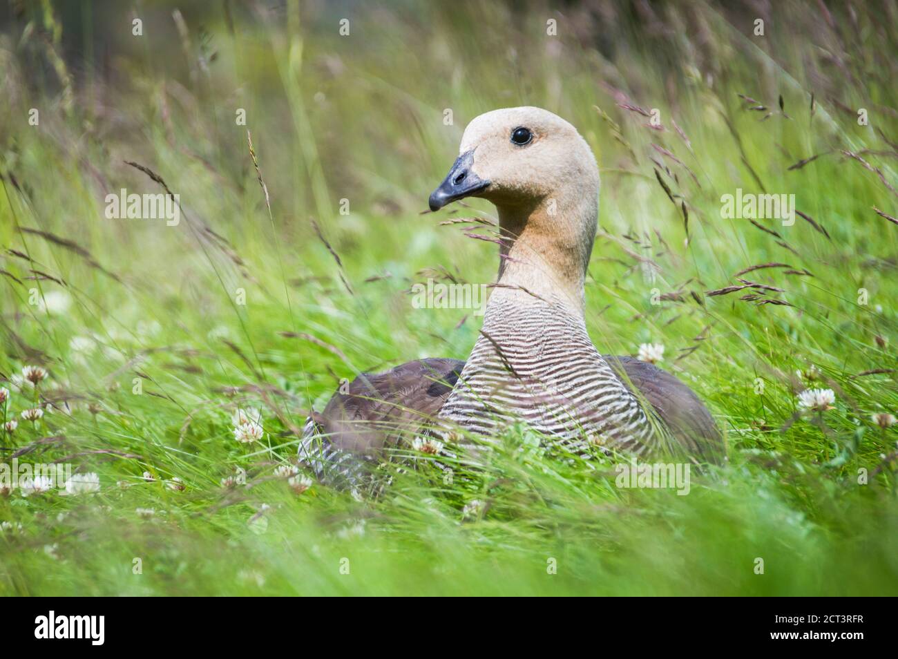 Upland goose (aka Magellan goose, Chloephaga picta), Tierra Del Fuego ...