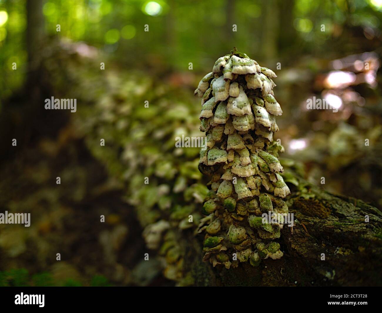 Green and white polypore mushrooms (Cerrena unicolor?) cover a rotting ...