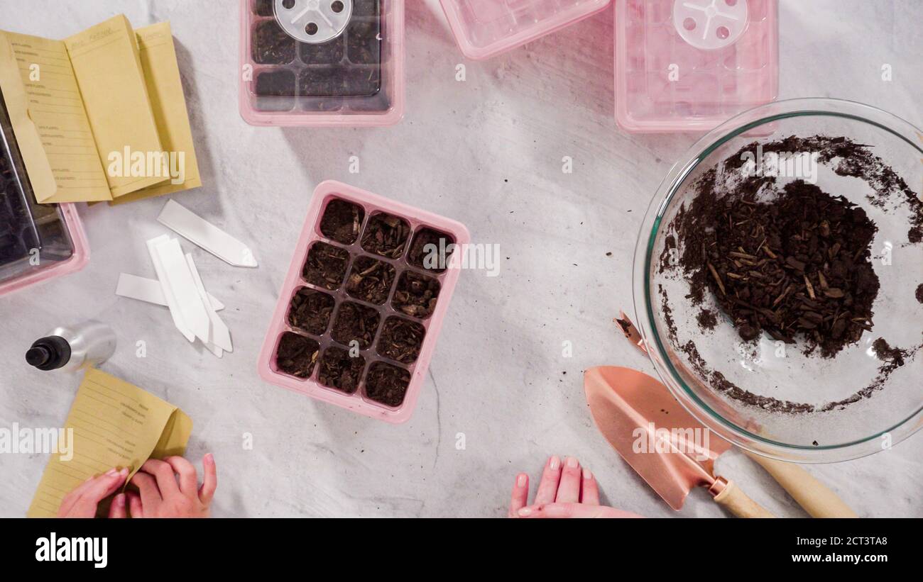 Flat lay. Planting seeds in seed propagator with soil Stock Photo - Alamy