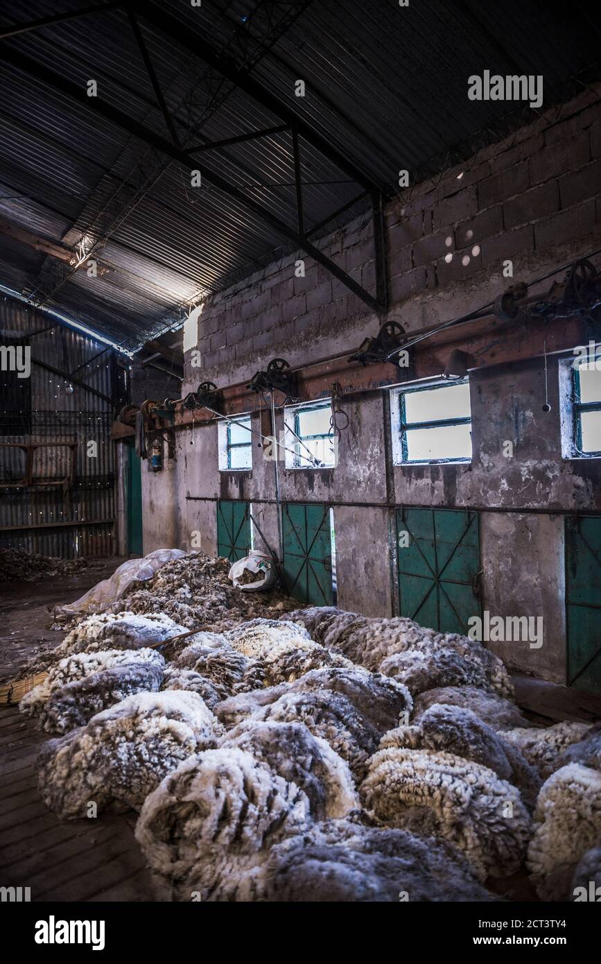 Sheep shearing shed hi-res stock photography and images - Alamy
