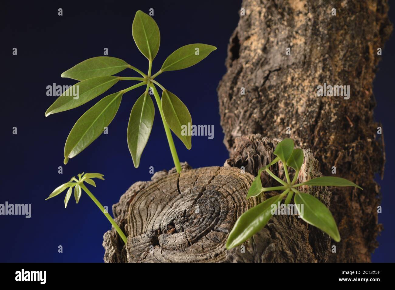 Schefflera High Resolution Stock Photography and Images - Alamy