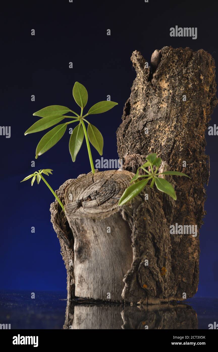 Old_and_new High Resolution Stock Photography and Images - Alamy