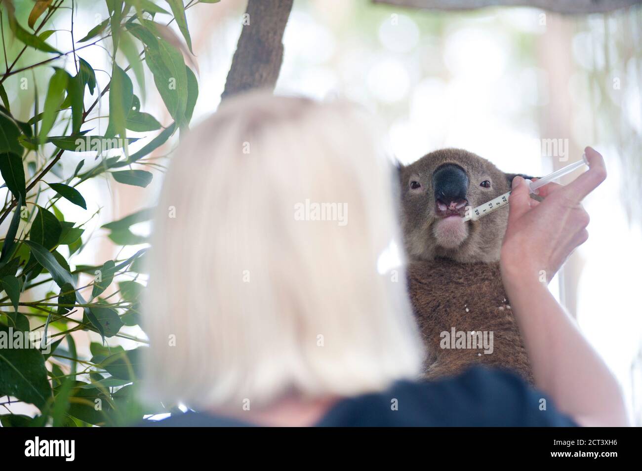 Volunteer Feeding a Rescued Koala Bear at the Koala Bear Sanctuary ...