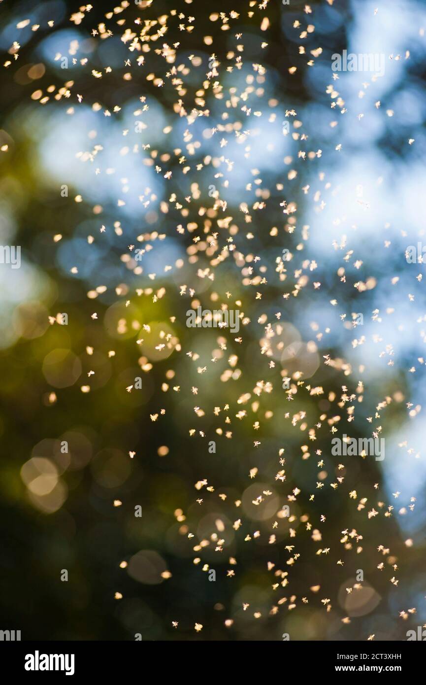 Swarm Of Flies In Garden